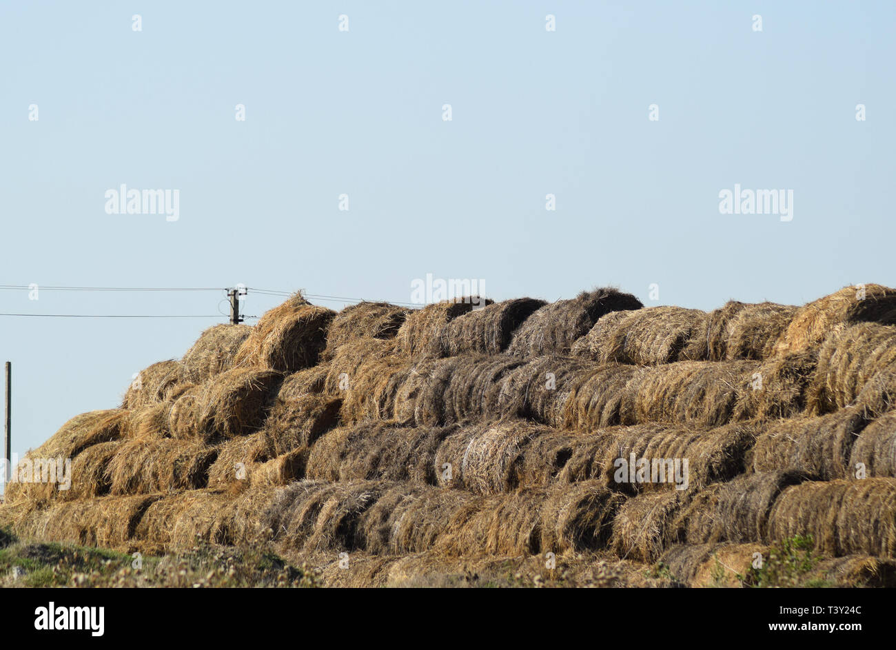 The Haystacks in the field. Summer haymaking Stock Photo - Alamy