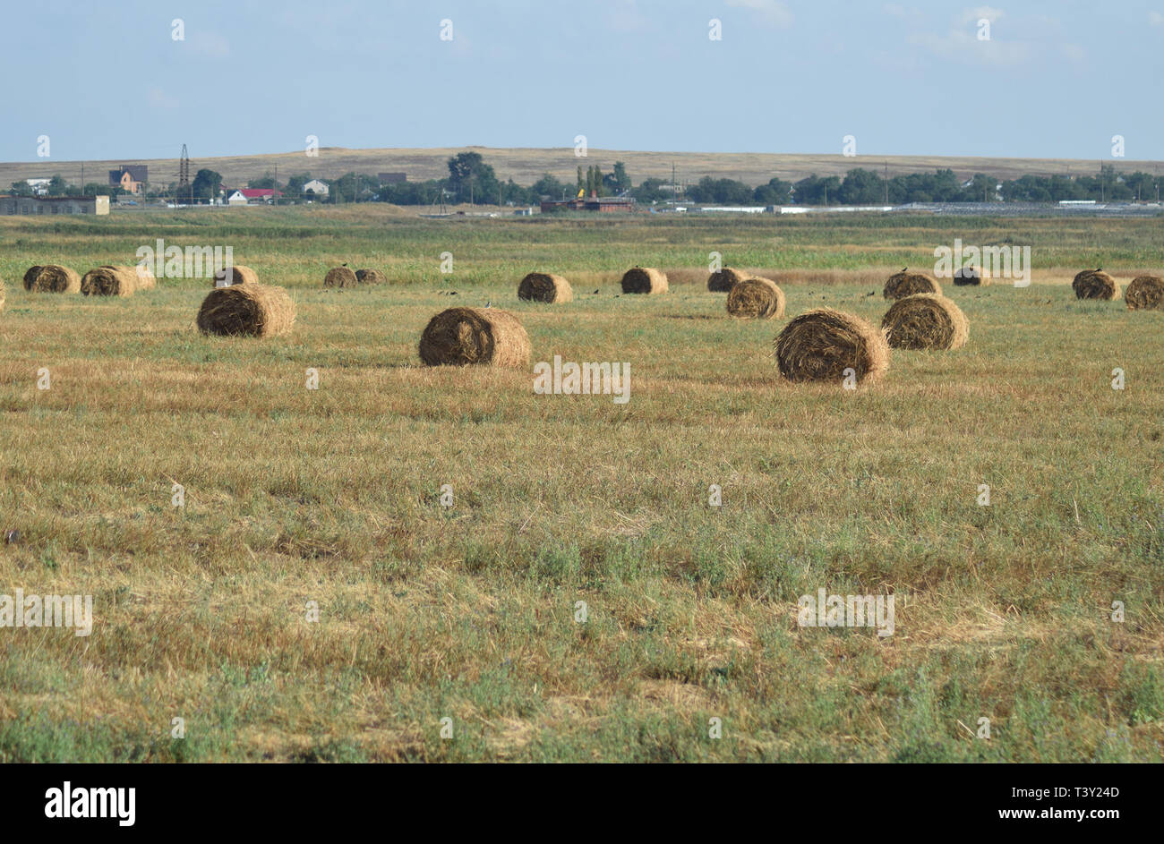 The Haystacks in the field. Summer haymaking Stock Photo - Alamy