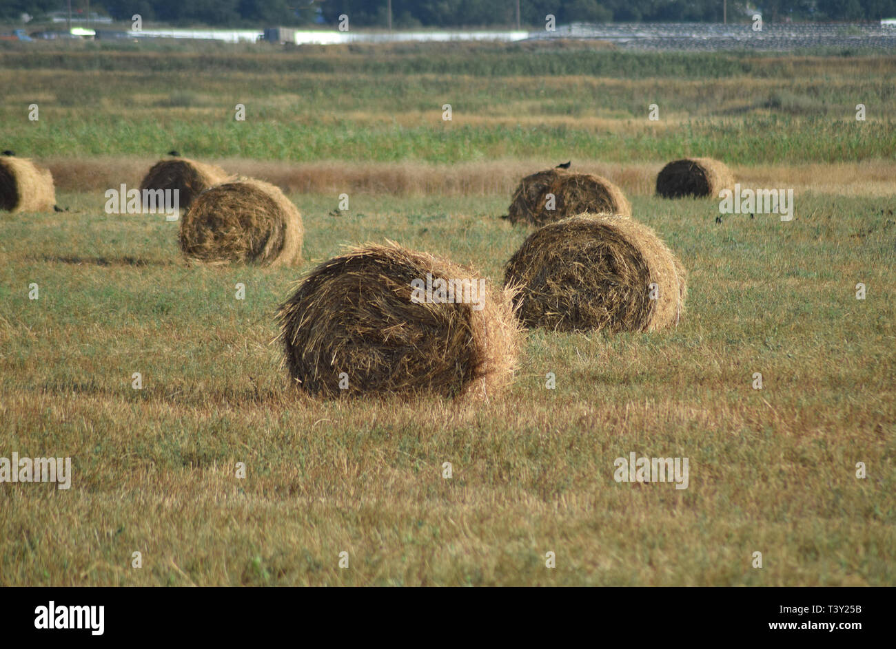 The Haystacks in the field. Summer haymaking Stock Photo - Alamy