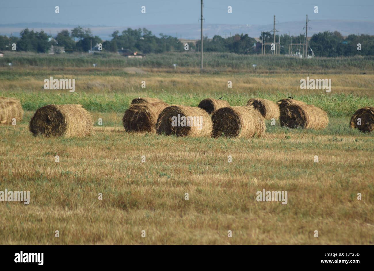 The Haystacks in the field. Summer haymaking Stock Photo - Alamy