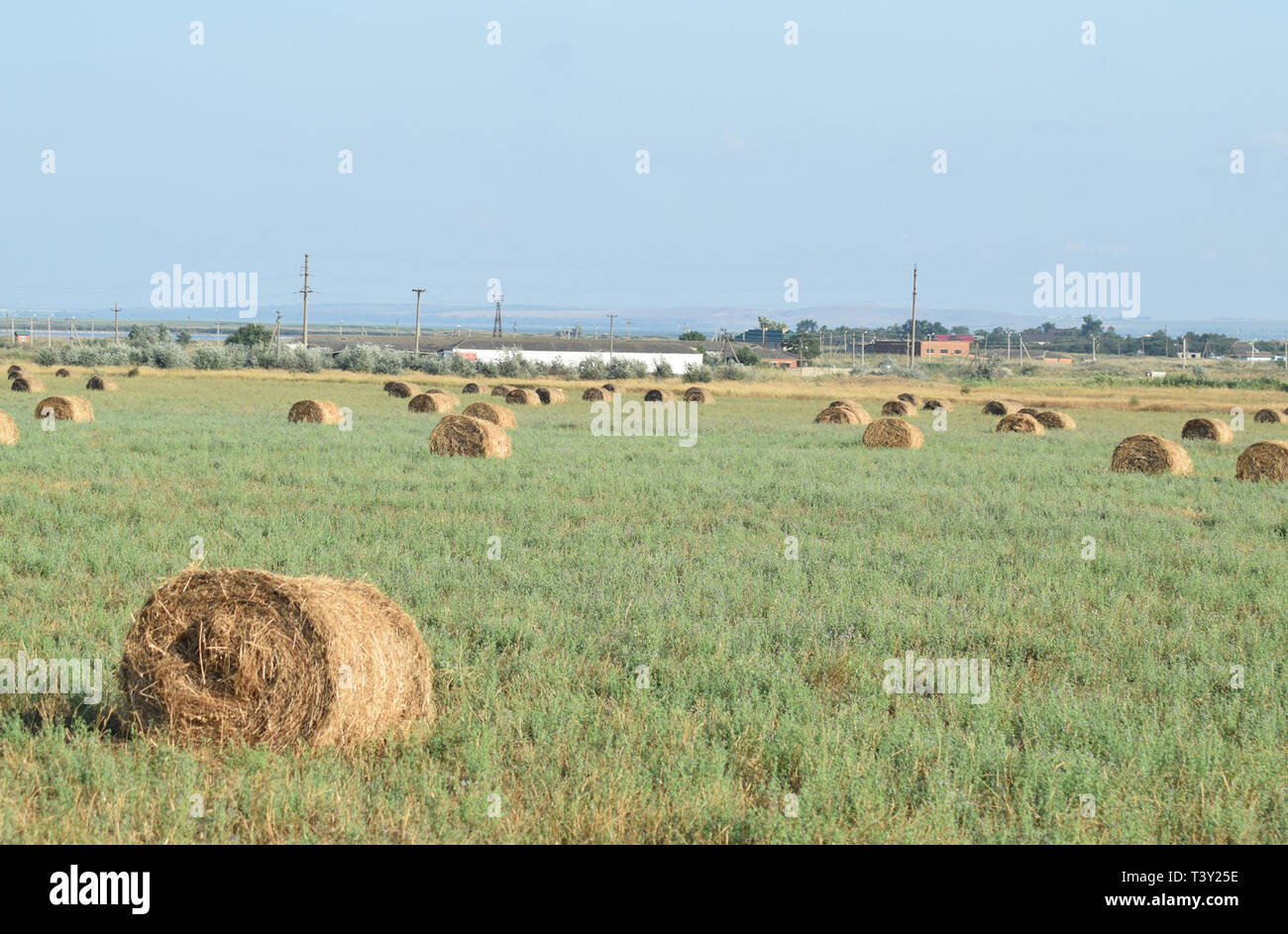 The Haystacks in the field. Summer haymaking Stock Photo - Alamy