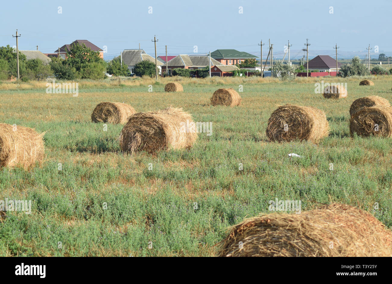 The Haystacks in the field. Summer haymaking Stock Photo - Alamy