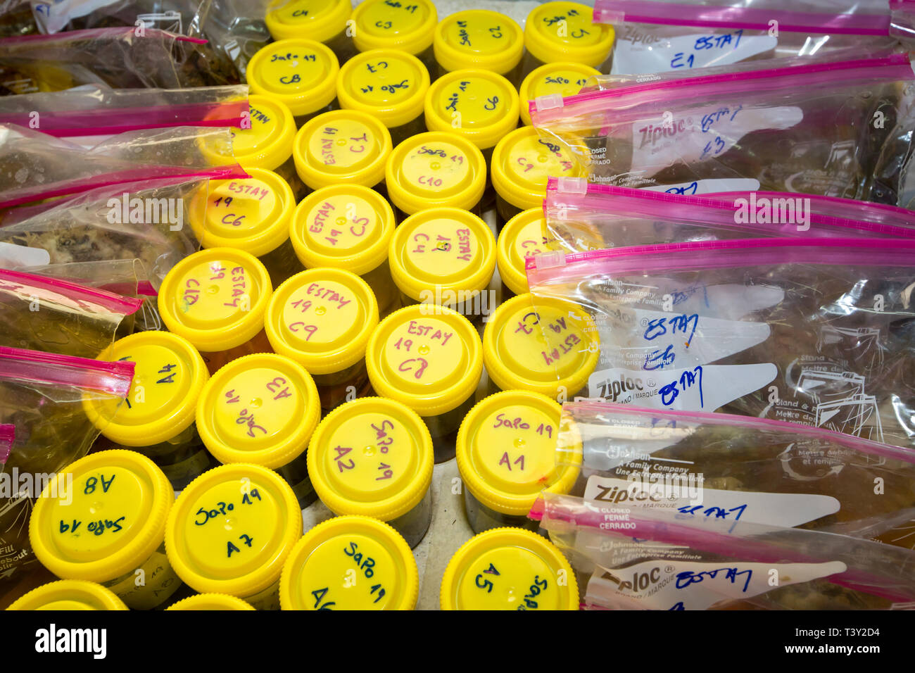 Base samples hi-res stock photography and images - Alamy