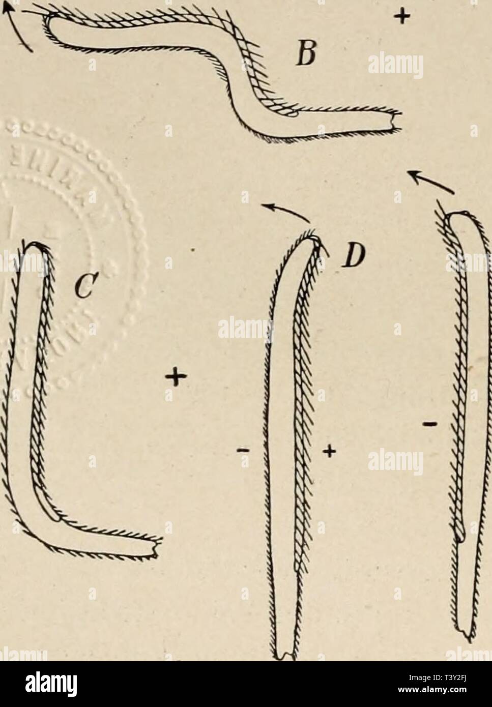 Spirostomum Diagram