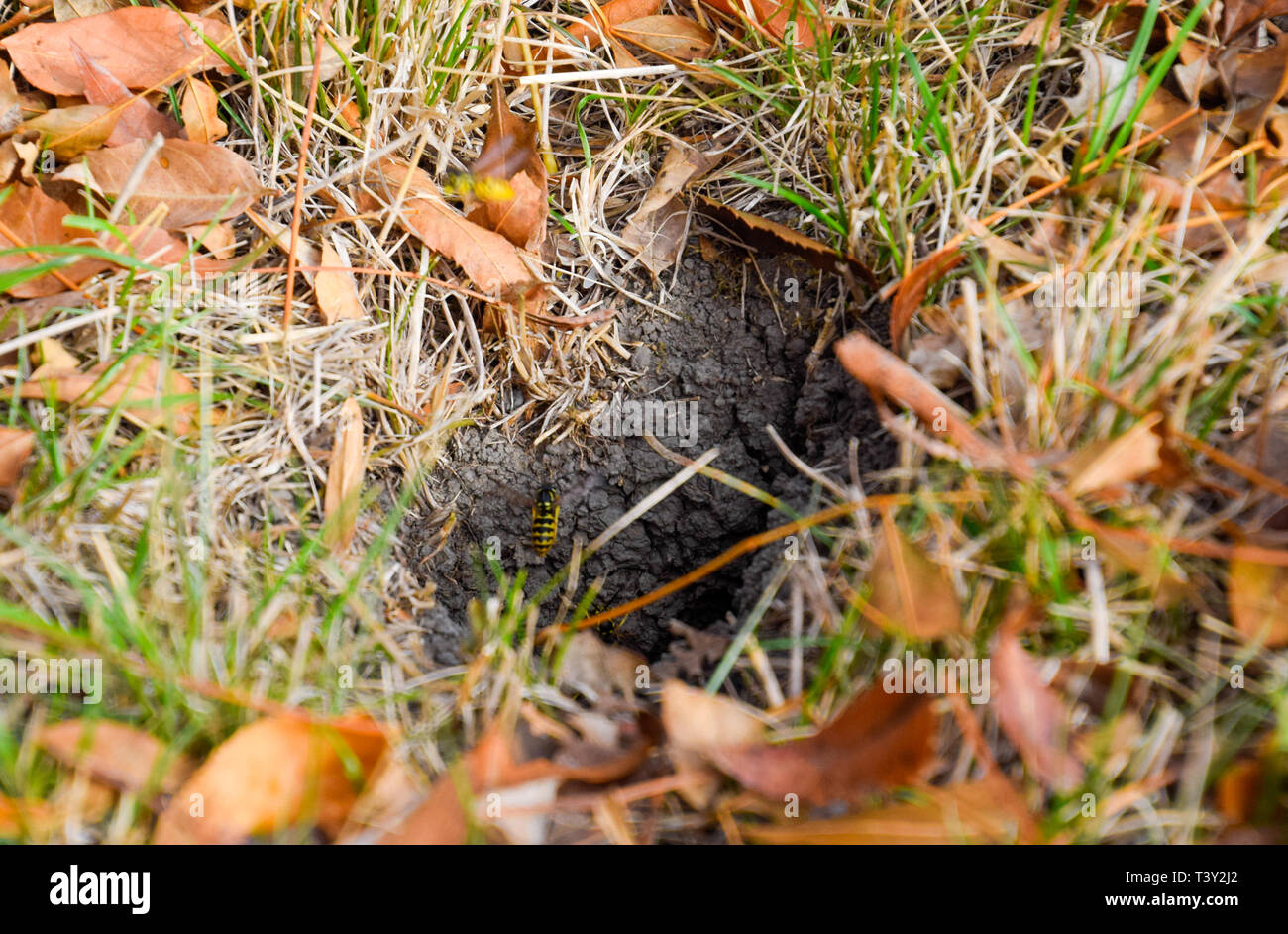 Vespula vulgaris. Wasps fly into their nest. Mink with an aspen nest ...