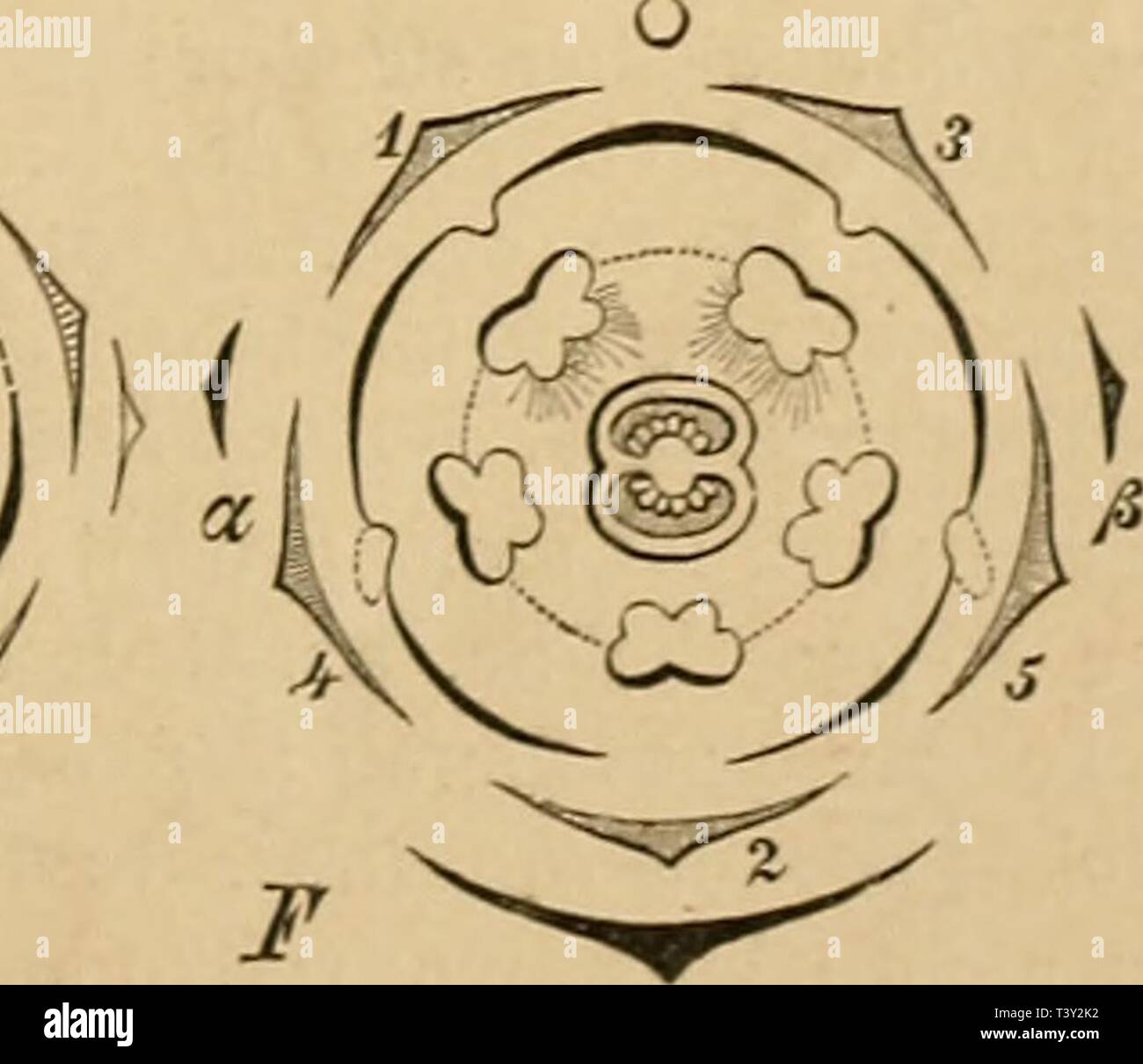 Archive image from page 256 of Die Natürlichen Pflanzenfamilien nebst ...