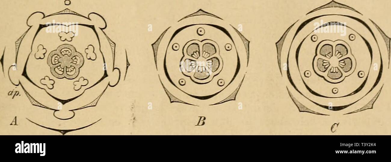 Archive image from page 256 of Die Natürlichen Pflanzenfamilien nebst ...