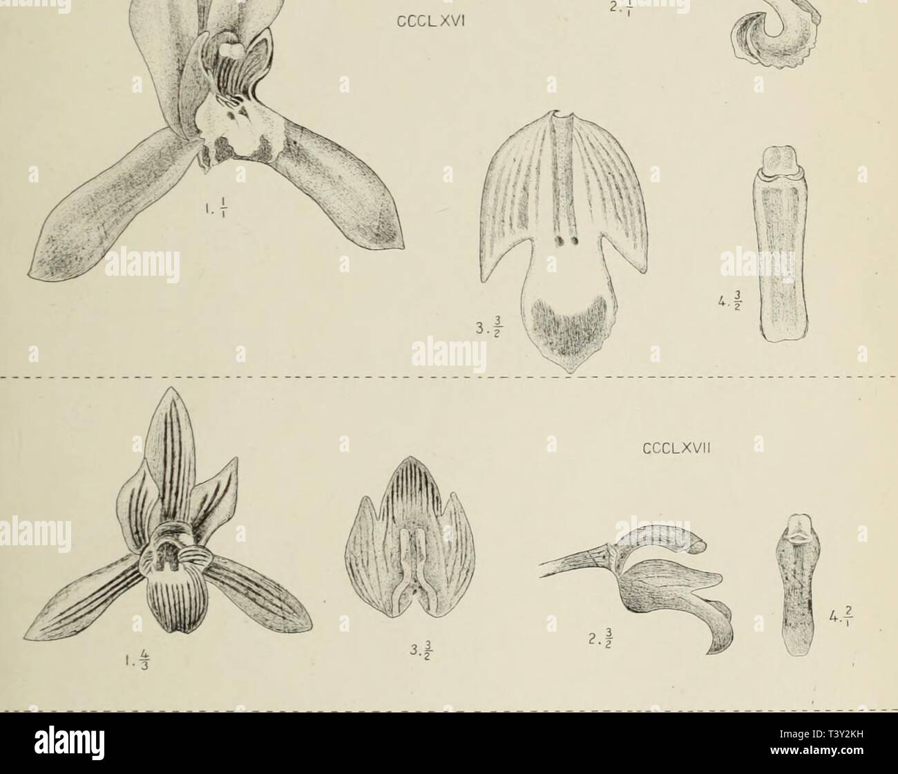 Archive image from page 256 of Die orchideen von Java (1905 Stock Photo ...