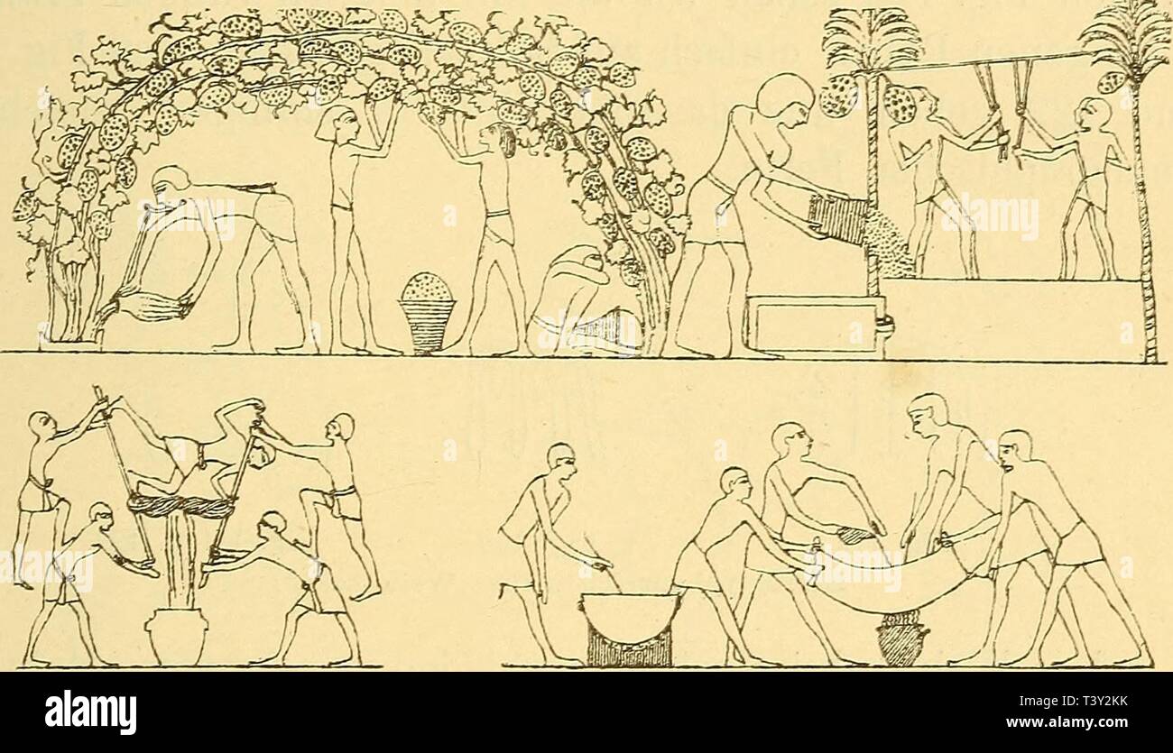 Archive image from page 256 of Die Pflanzen im alten Aegypten Stock ...