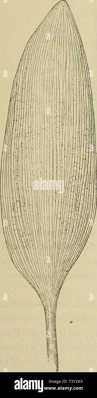 Archive image from page 256 of Die Pflanzenwelt vor dem Erscheinen ...