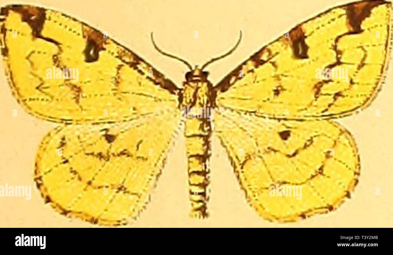 Archive image from page 256 of Die Schmetterlinge Europas (1908 Stock ...