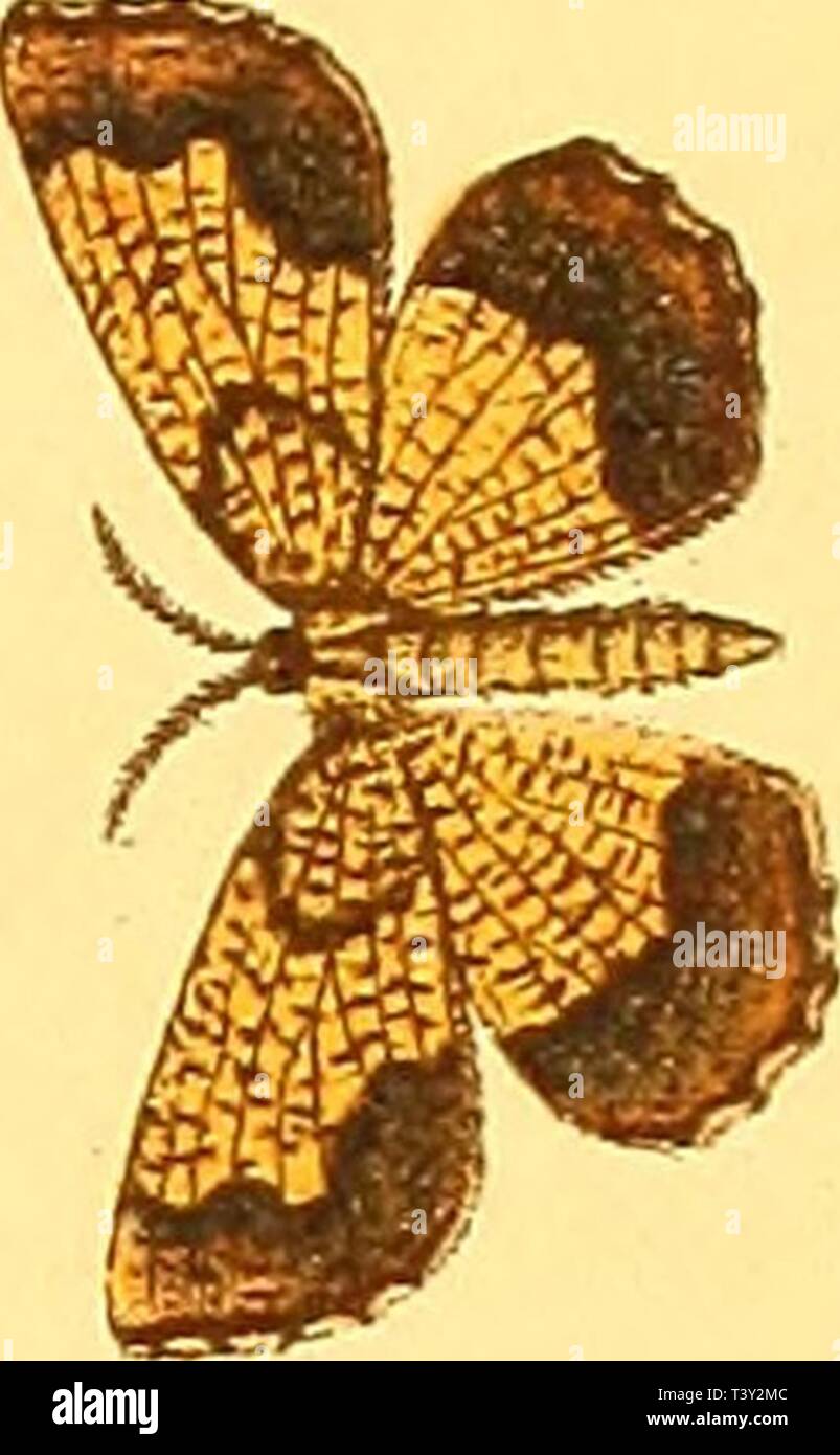 Archive image from page 256 of Die Schmetterlinge Europas (1908 Stock ...