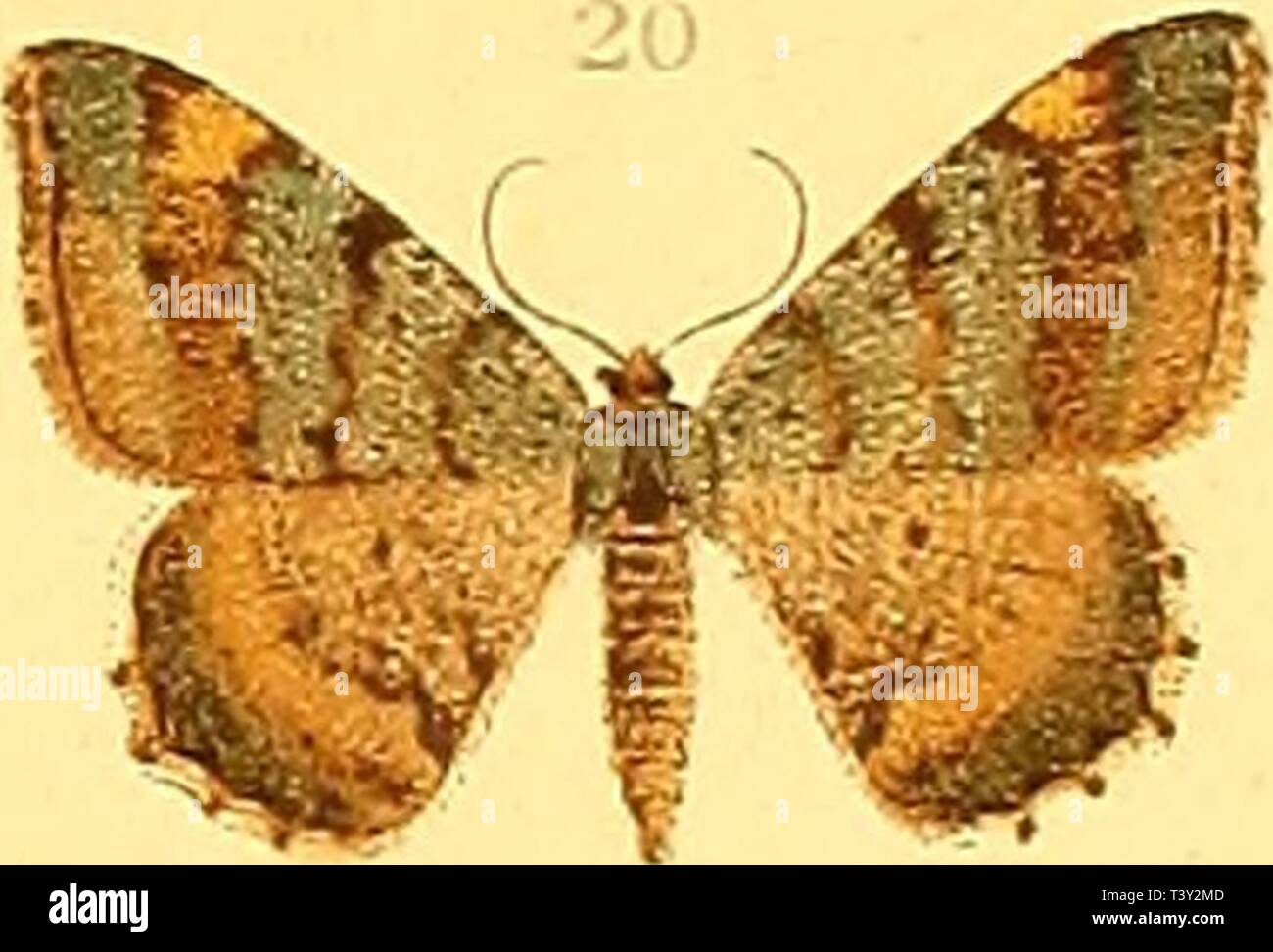 Archive image from page 256 of Die Schmetterlinge Europas (1908 Stock ...