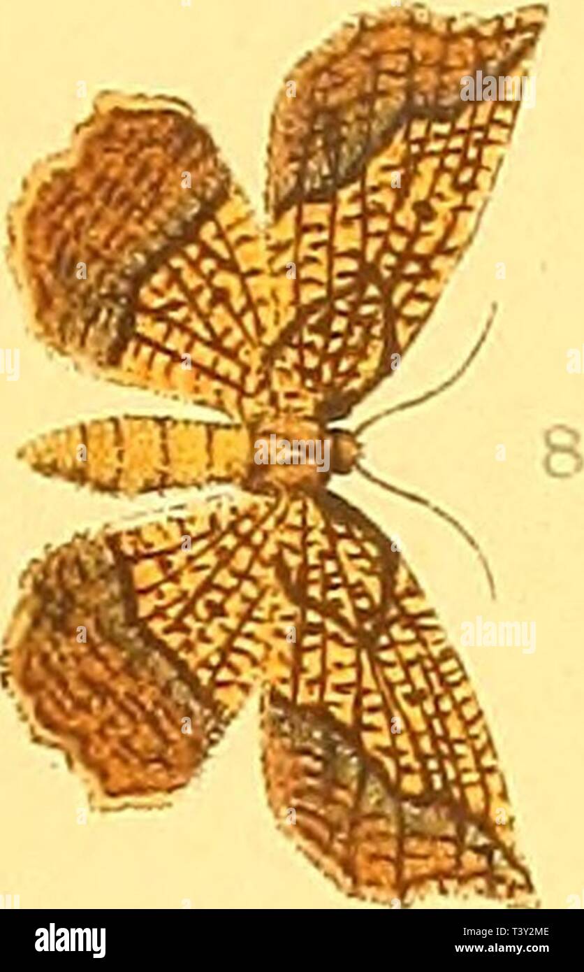Archive image from page 256 of Die Schmetterlinge Europas (1908 Stock ...