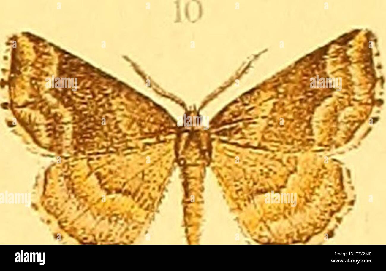 Archive image from page 256 of Die Schmetterlinge Europas (1908 Stock ...