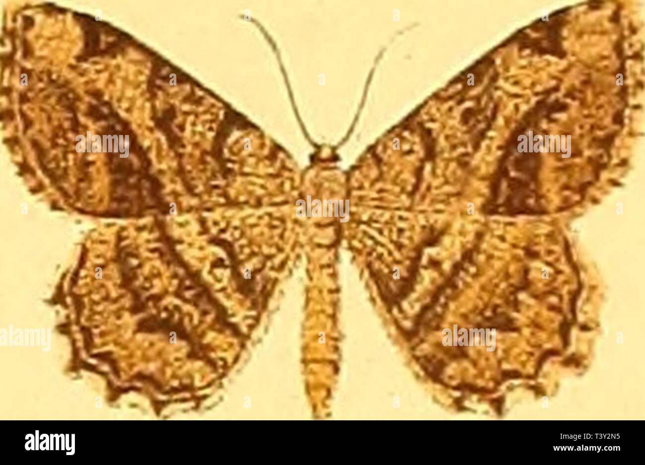 Archive image from page 256 of Die Schmetterlinge Europas (1908 Stock ...