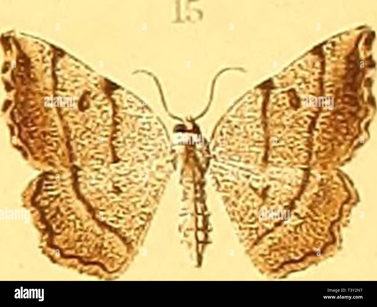 Archive image from page 256 of Die Schmetterlinge Europas (1908 Stock ...