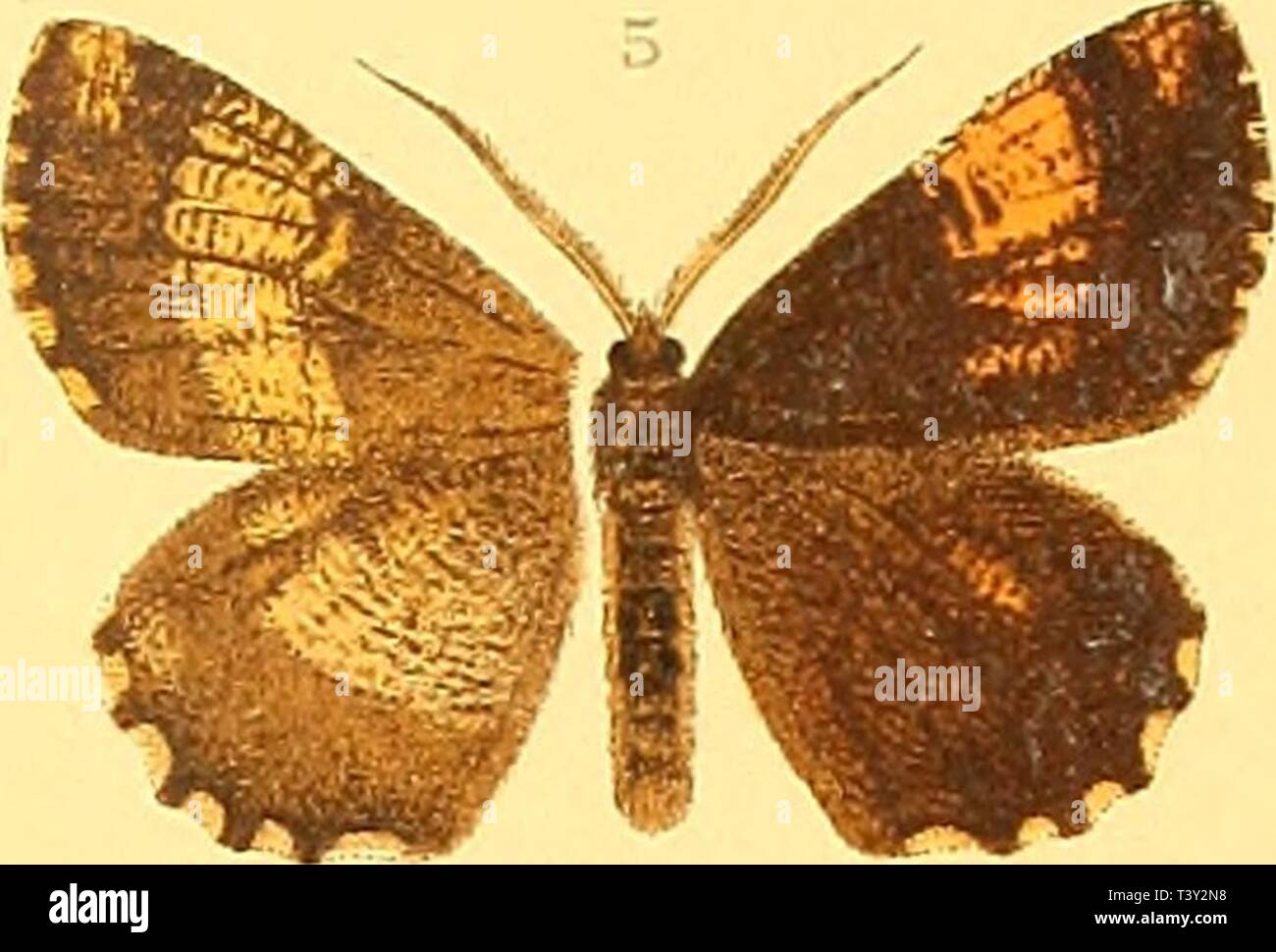 Archive image from page 256 of Die Schmetterlinge Europas (1908 Stock ...