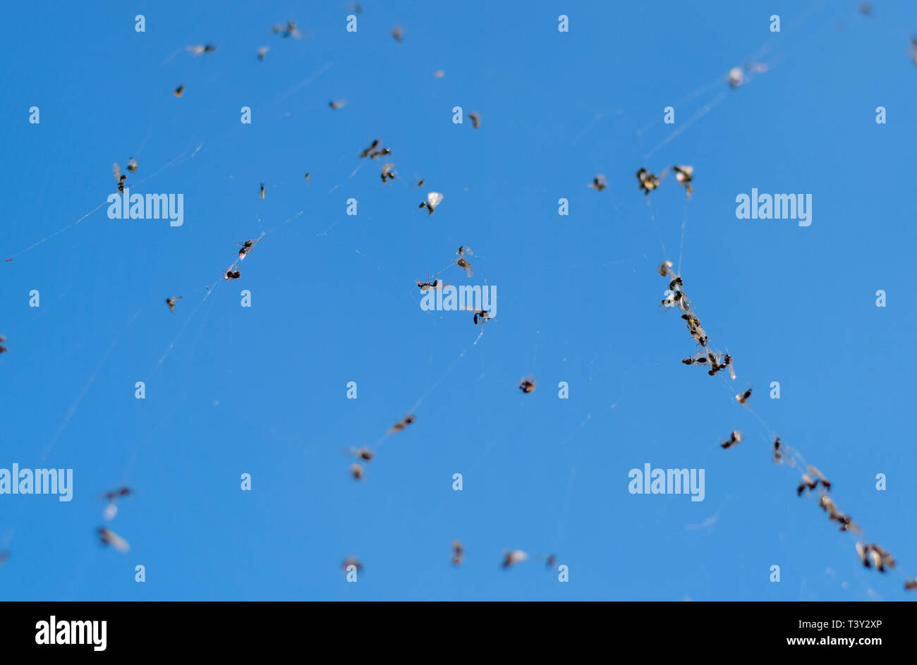 Winged ants in the web. Caught by a cobweb of ants Stock Photo - Alamy