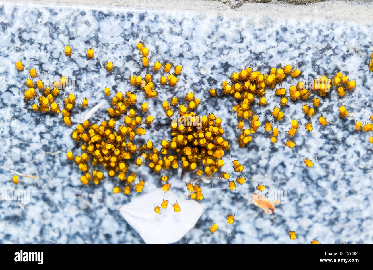 Cluster of spider eggs hi-res stock photography and images - Alamy