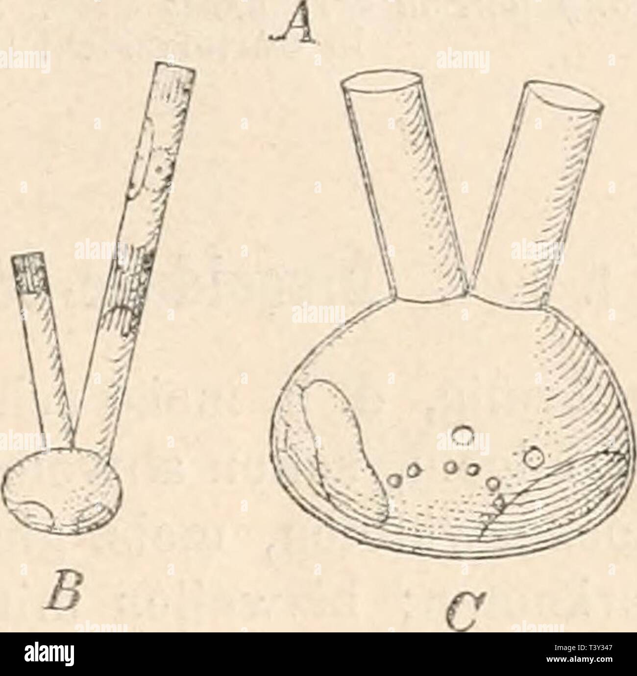 Archive image from page 264 of Die Natürlichen Pflanzenfamilien nebst ...