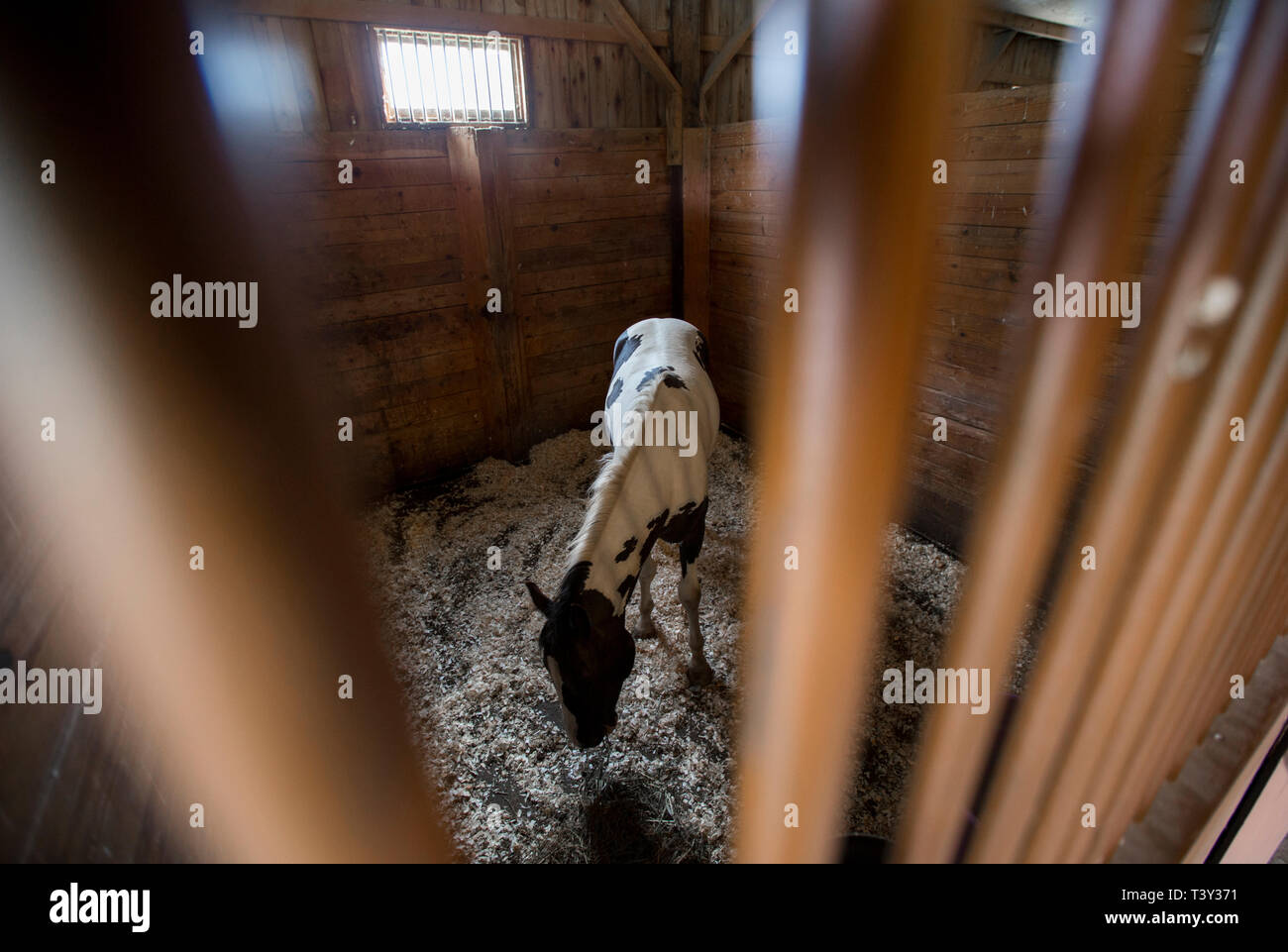 Horse grazing in stall Stock Photo - Alamy