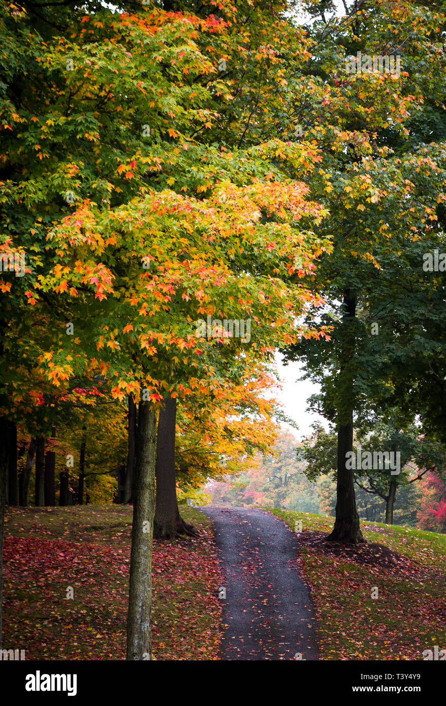 Path among trees and autumn leaves Stock Photo - Alamy
