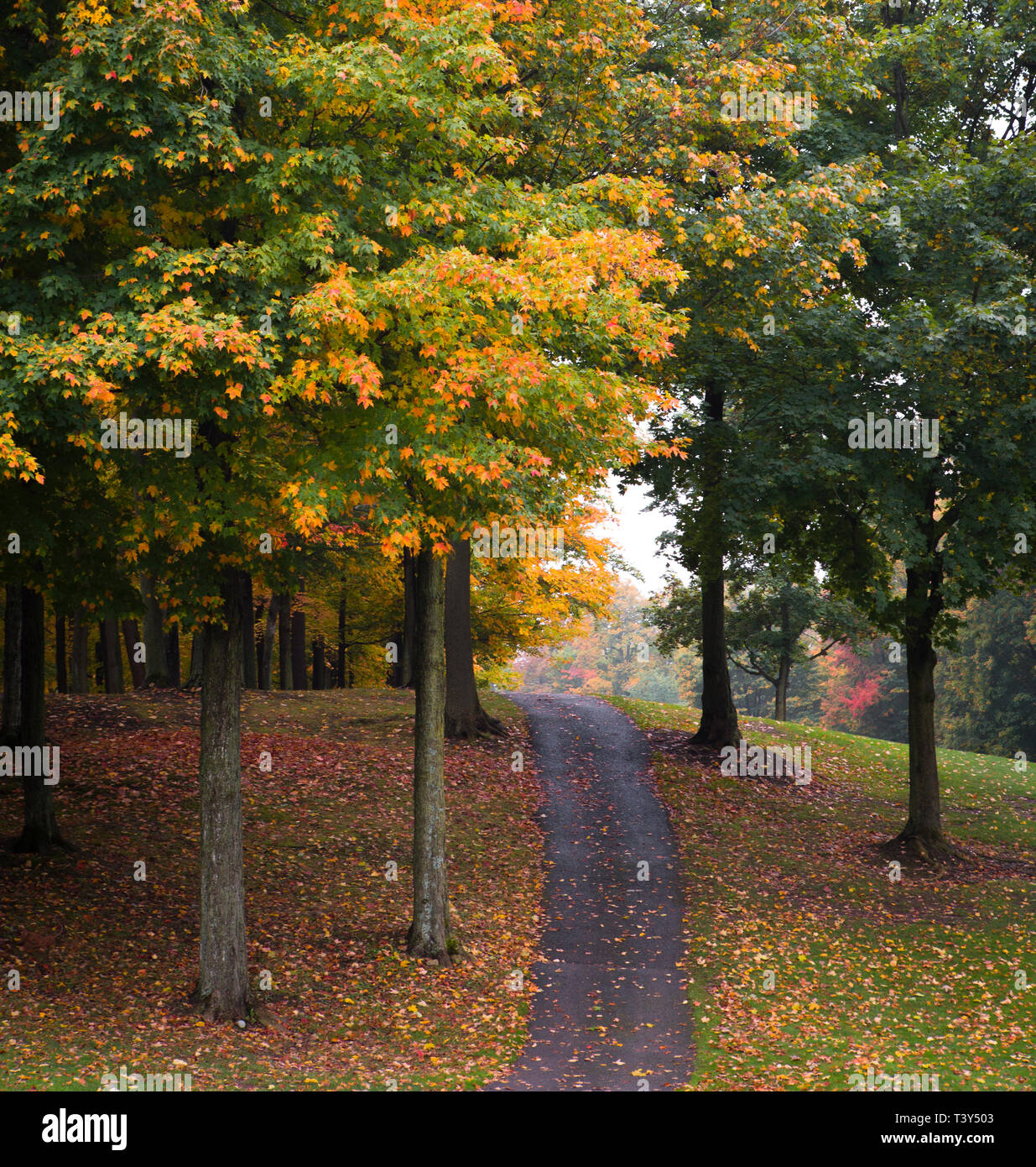 Path among trees and autumn leaves Stock Photo - Alamy