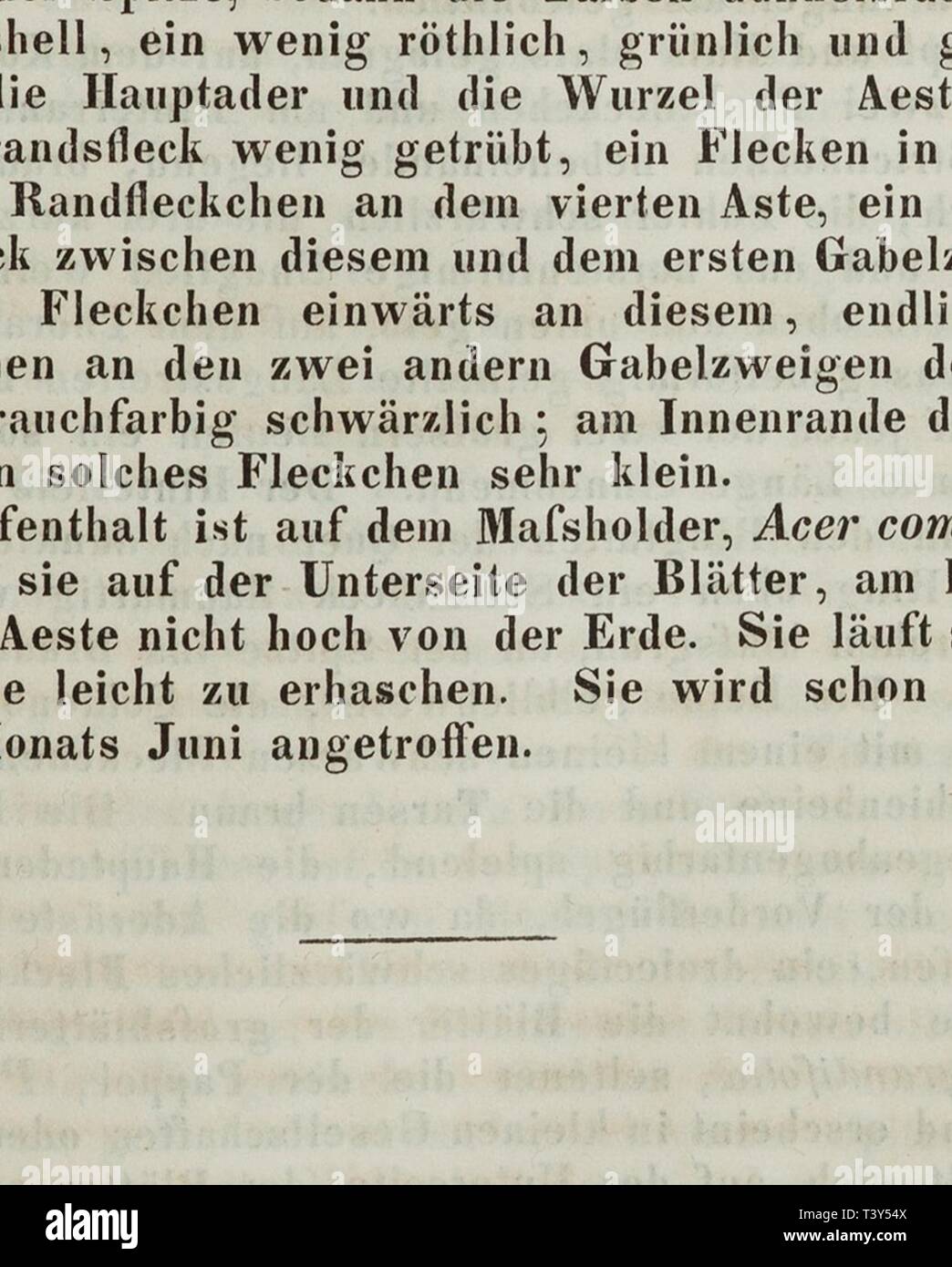 Archive image from page 312 of Die Pflanzenlause Aphiden getreu Stock ...