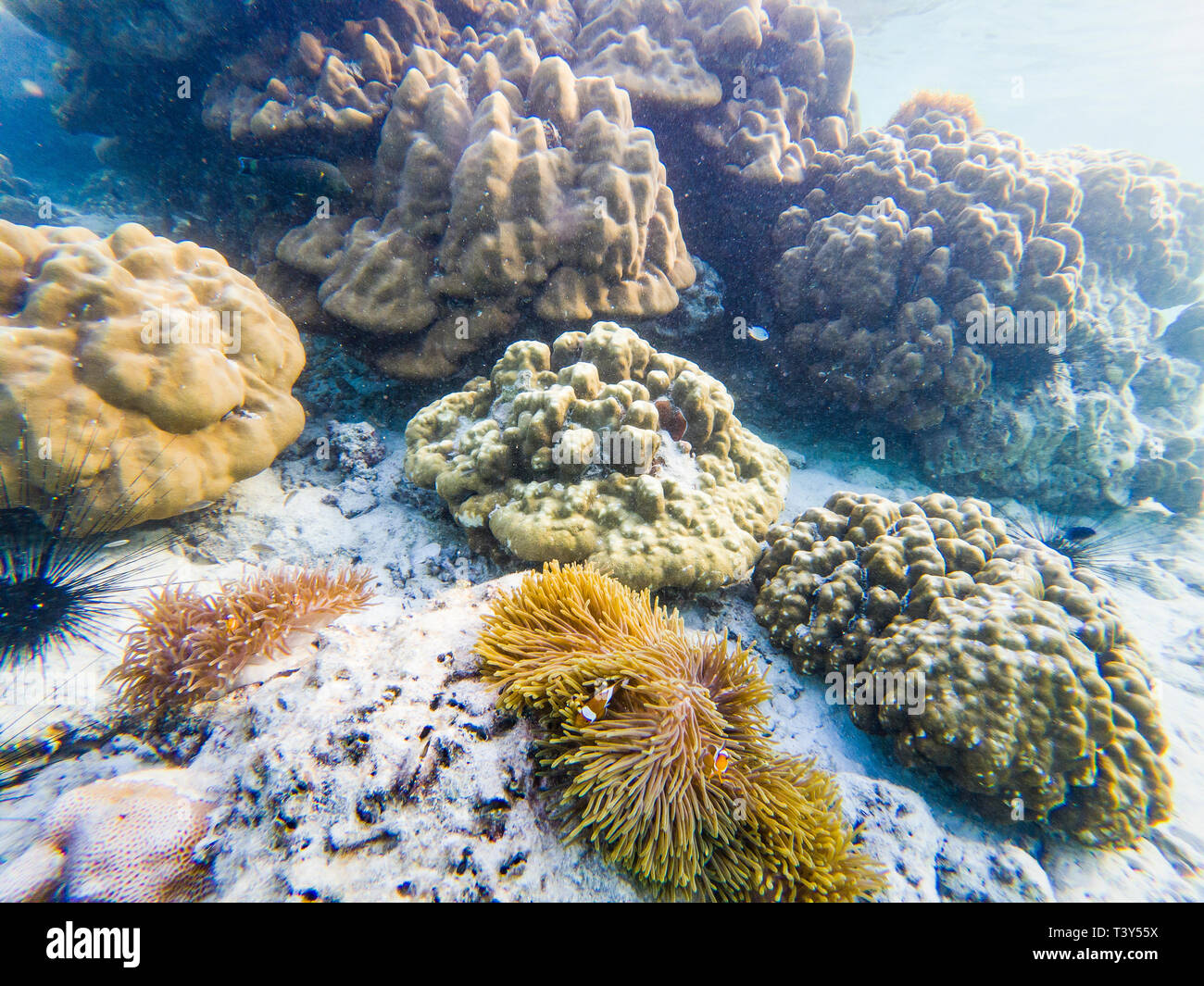 underwater marine life on coral reefs Stock Photo - Alamy