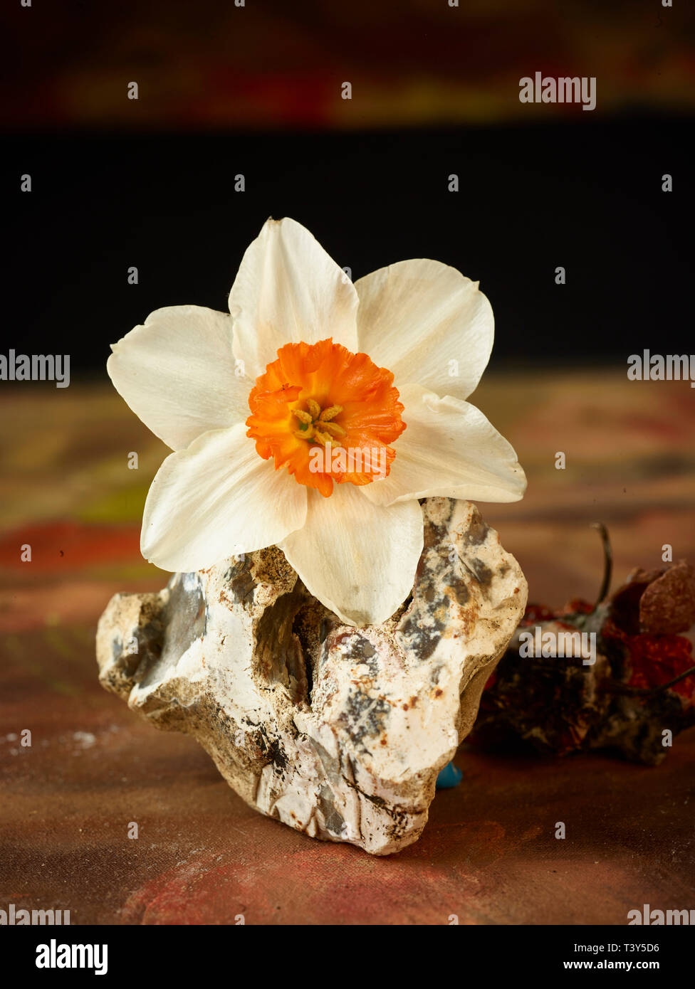 Single Daffodil bloom as nature flower portrait still-life photograph ...