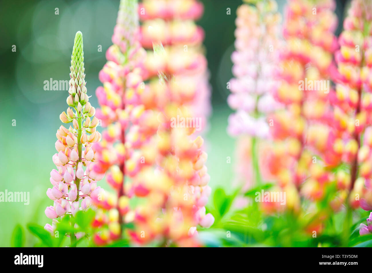 Lupinus russell hybrid hi-res stock photography and images - Alamy