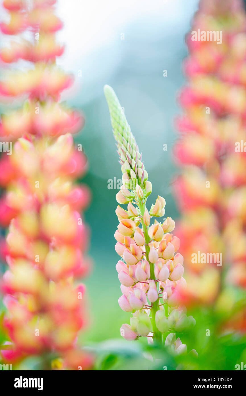 Lupinus russell hybrid hi-res stock photography and images - Alamy