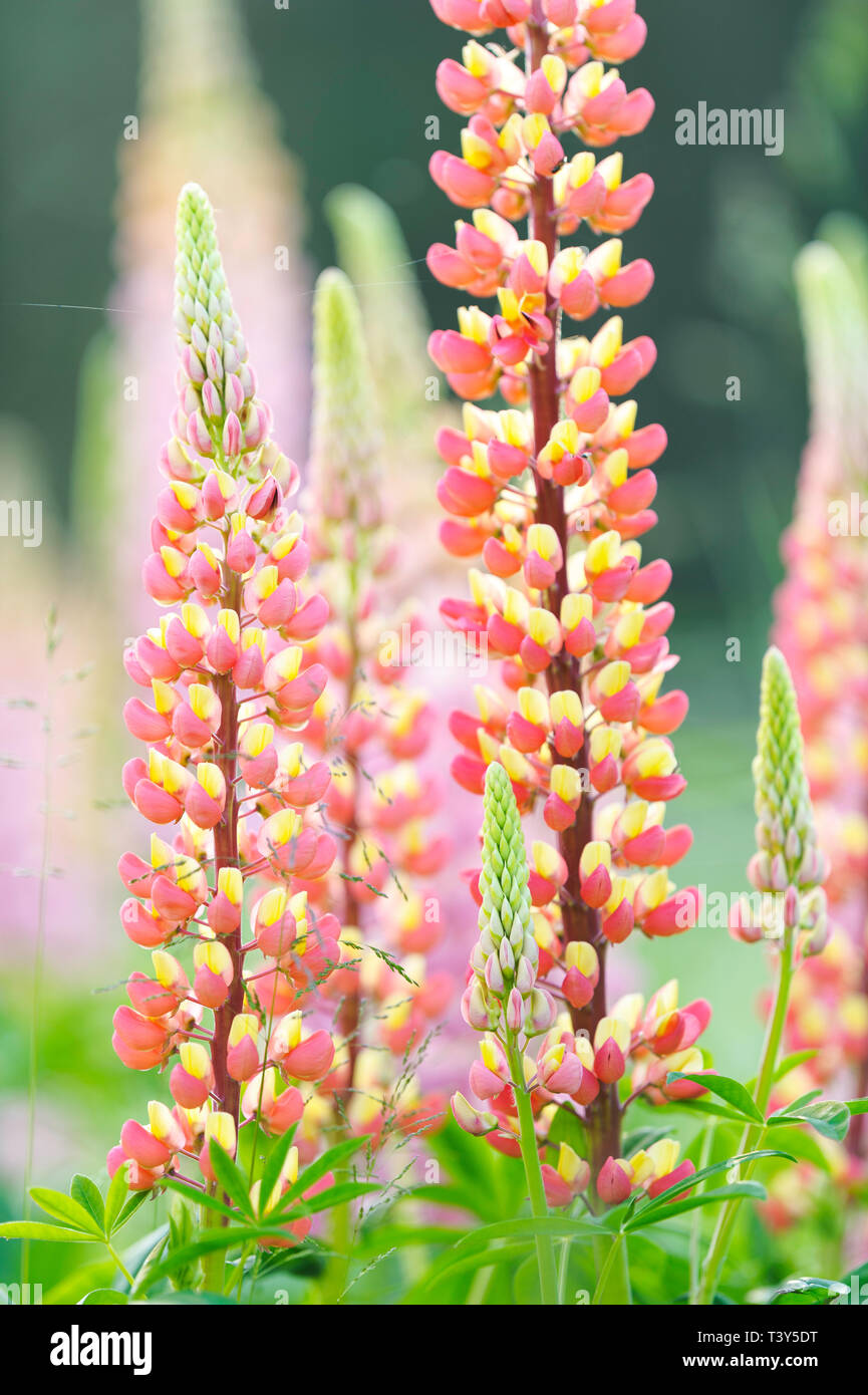 Lupinus russell hybrid hi-res stock photography and images - Alamy