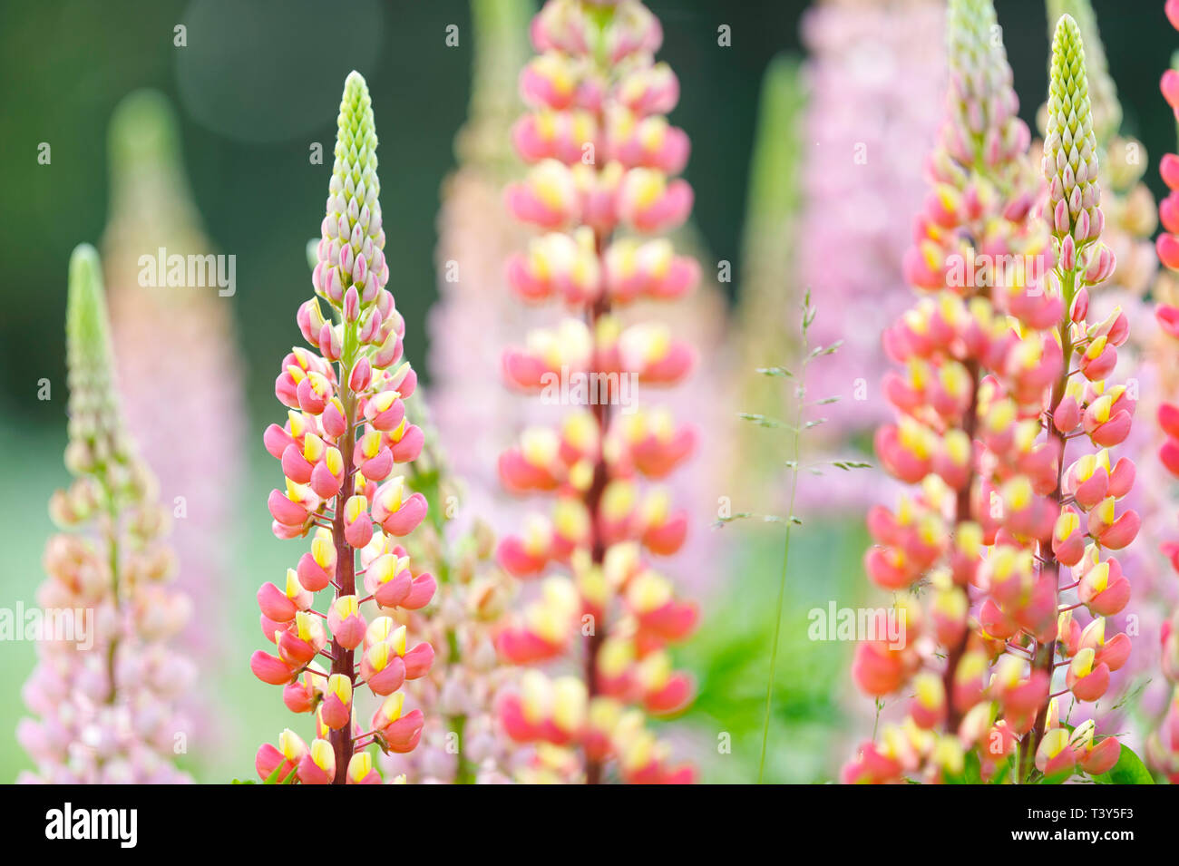 Lupinus russell hybrid hi-res stock photography and images - Alamy