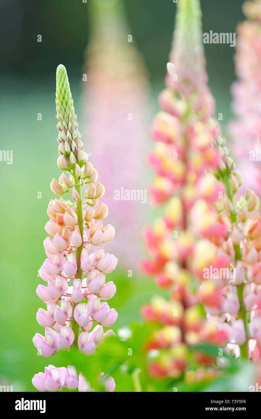 Lupinus russell hybrid hi-res stock photography and images - Alamy