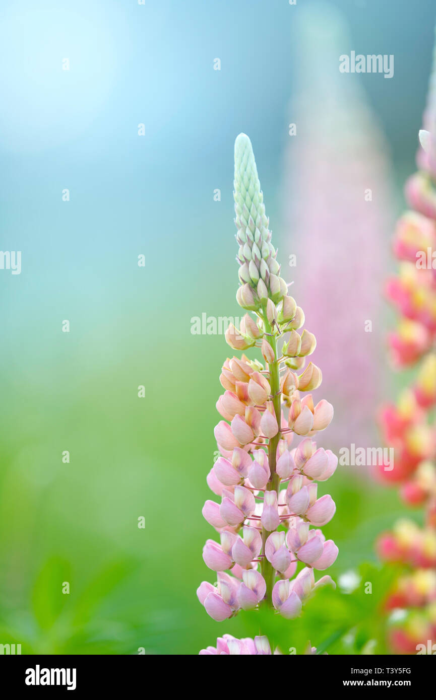Lupinus russell hybrid hi-res stock photography and images - Alamy