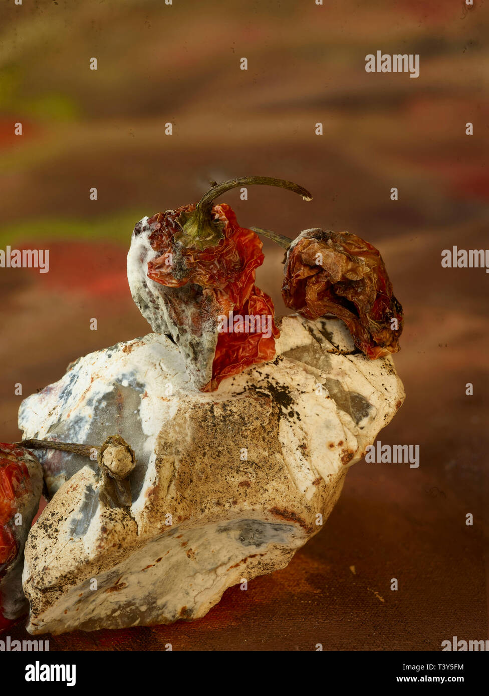Shrivelled Bell Pepper on rock against brown background food still-life ...