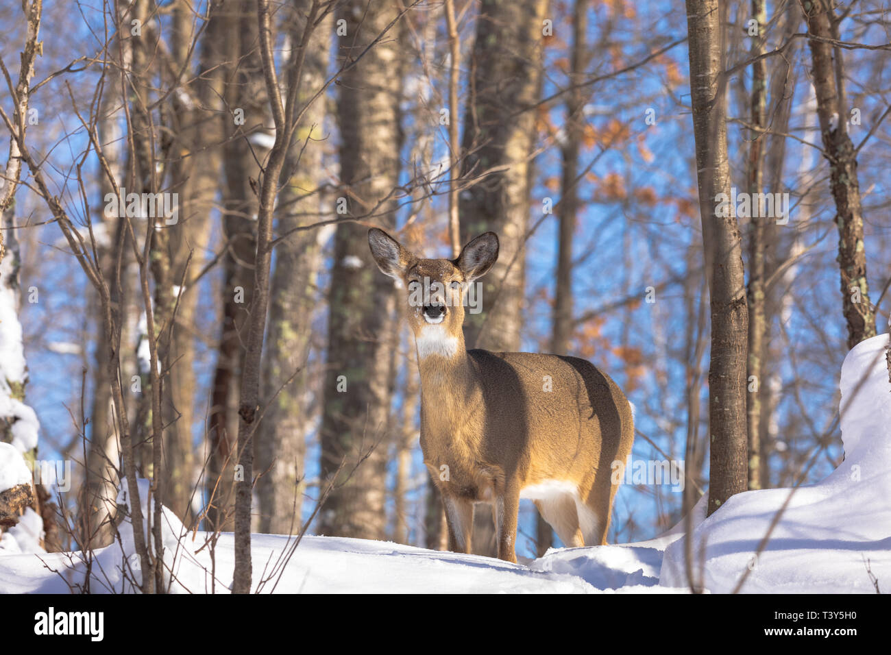 Northern whitetail deer hi-res stock photography and images - Alamy