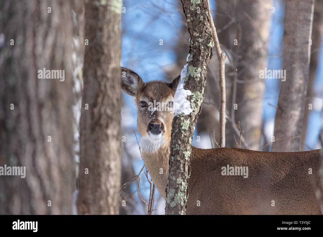 White-tailed deer peering between the trees in a northern forest Stock ...