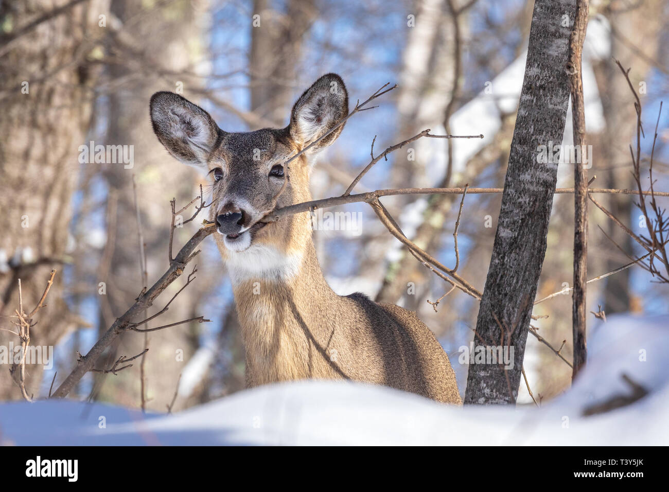 White-tailed doe breaking off a small tree in a northern Wisconsin ...
