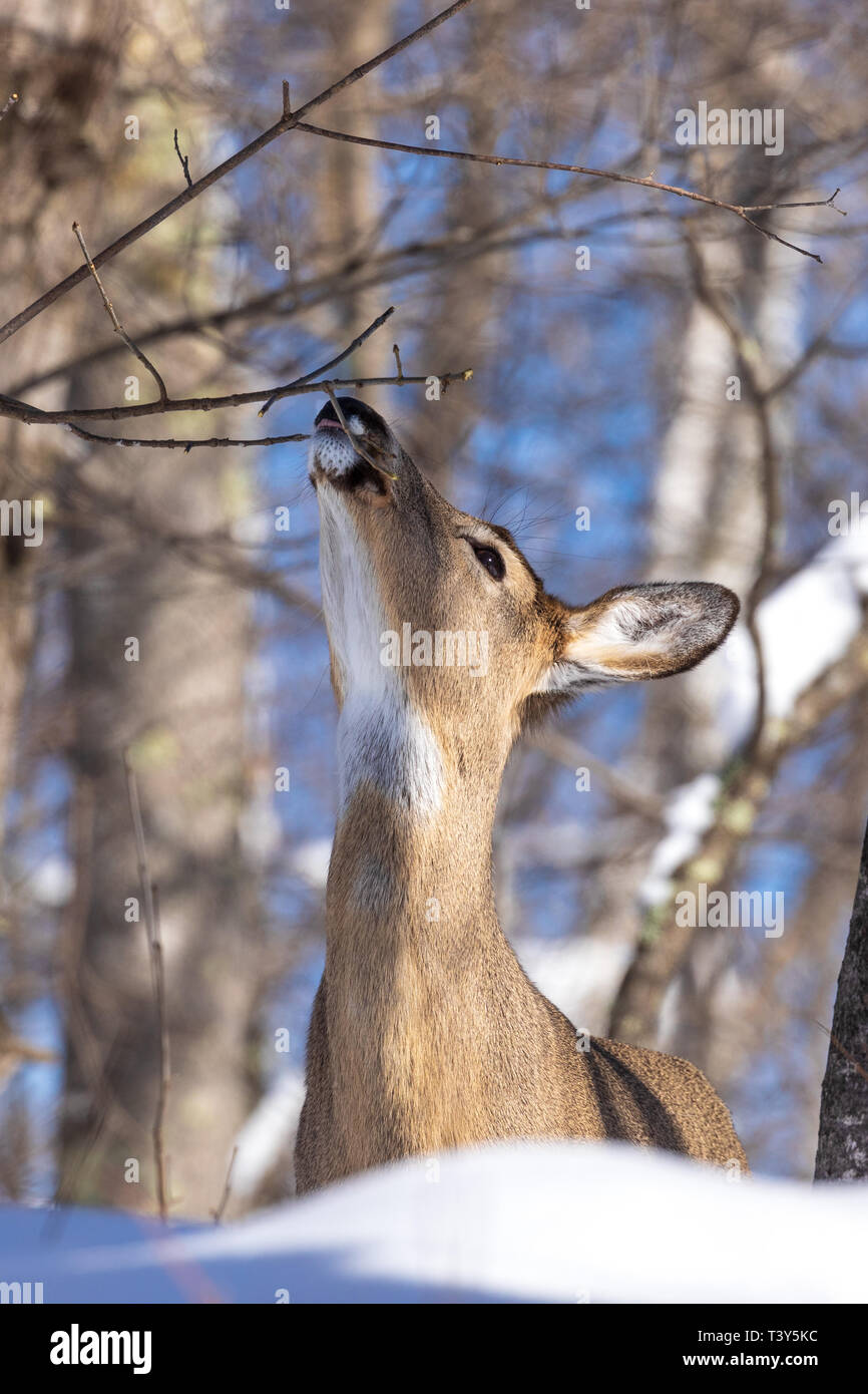 White-tailed doe working a licking branch on a cold winter's day Stock ...
