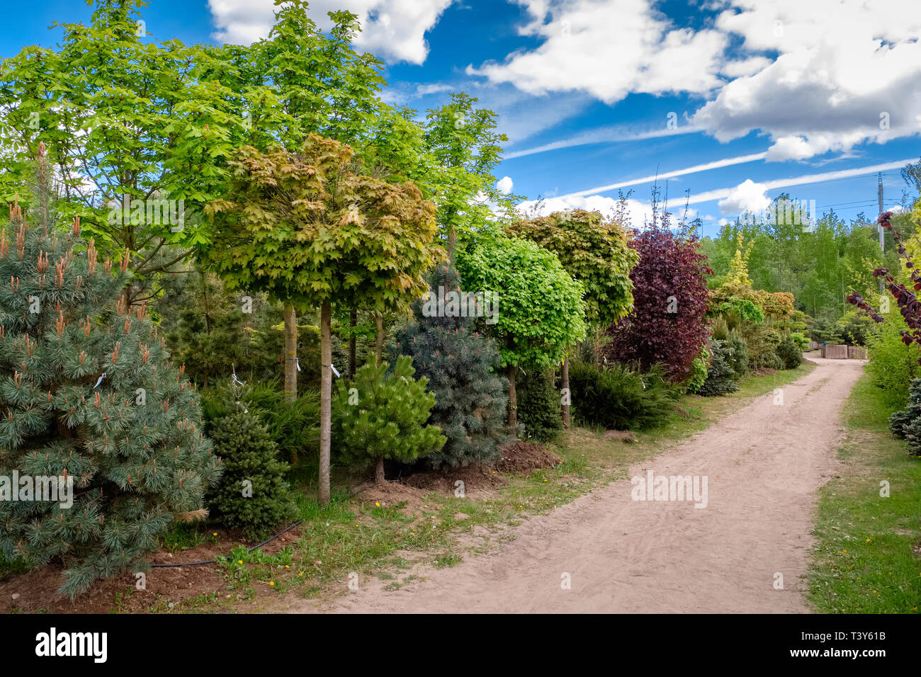 Conifer plant nursery hi-res stock photography and images - Alamy