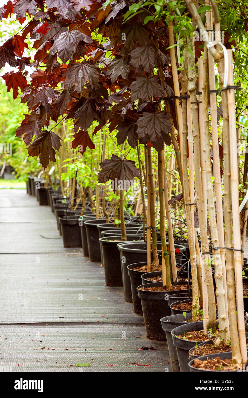 Maple tree seedling hi-res stock photography and images - Alamy