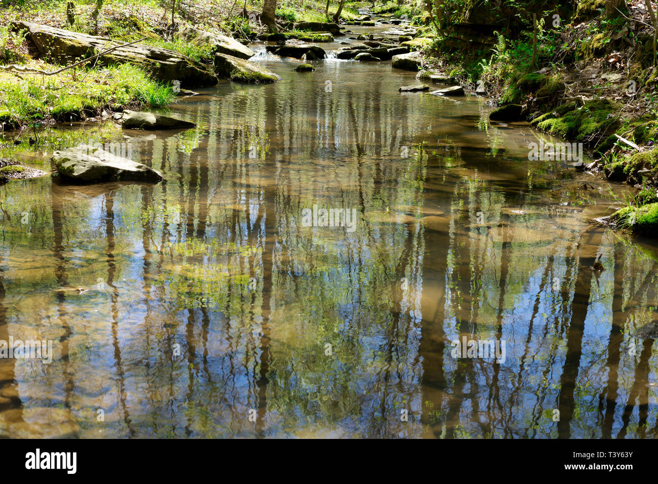 The trees and blue sky are reflected in Cane Creek located in Northwest ...