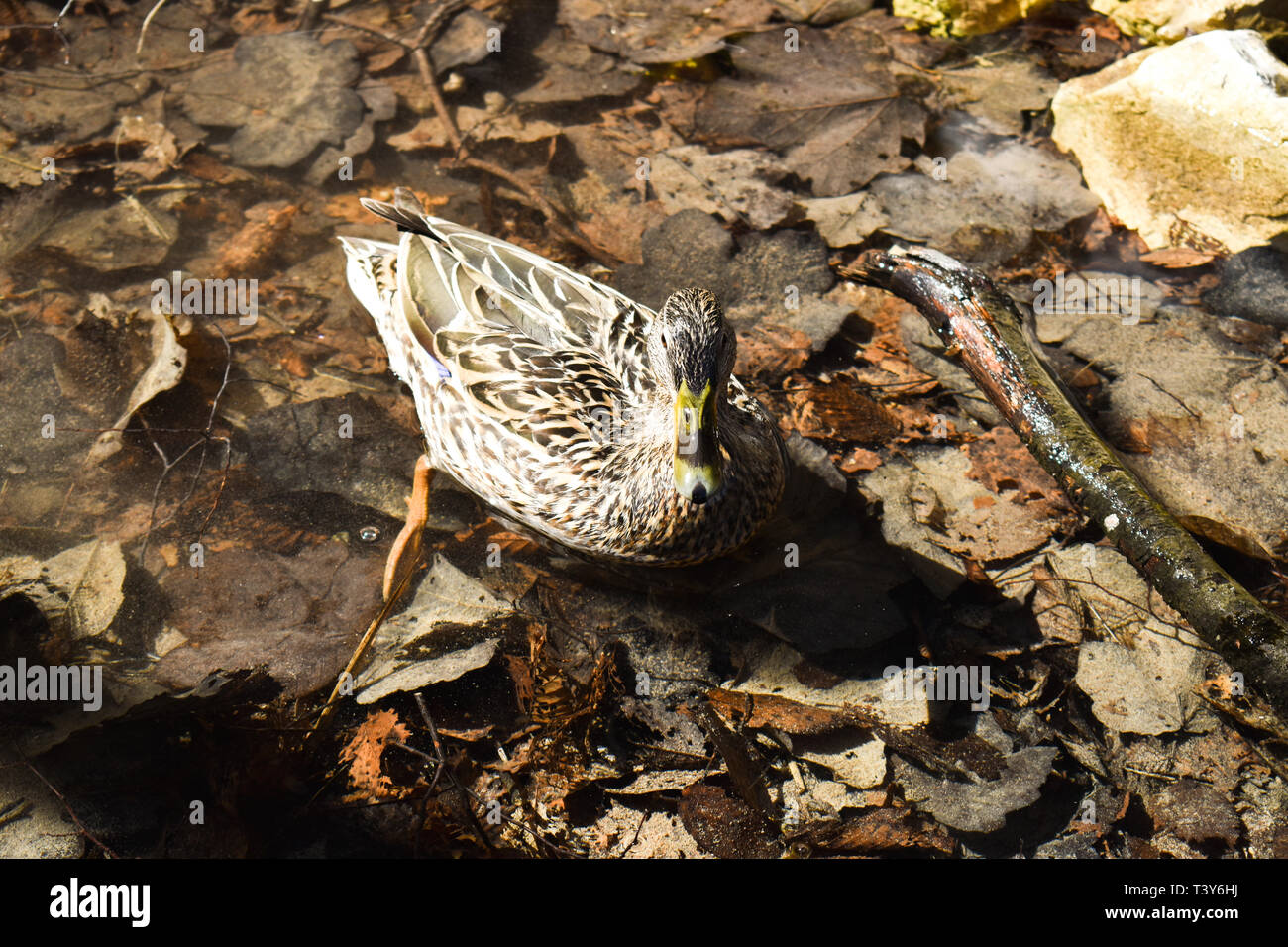Duck looking at pond hi-res stock photography and images - Alamy