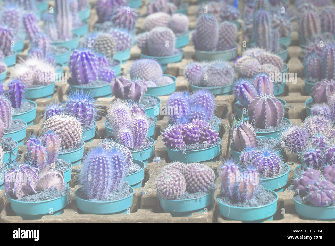 Abstract blue cactus plants in pots. Spring garden series, Mallorca ...