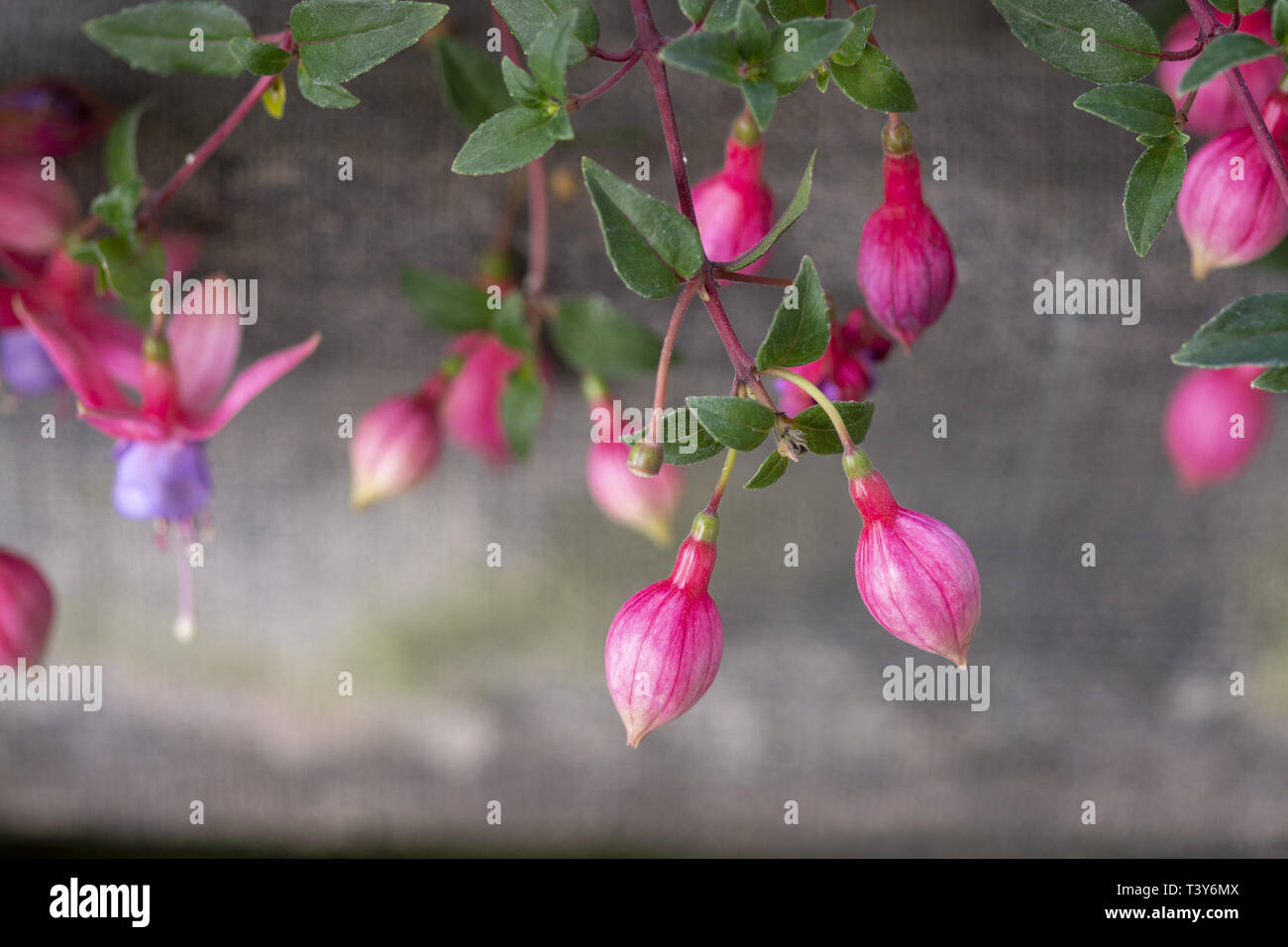 Beautiful pink fuchsia flowers hi-res stock photography and images - Alamy