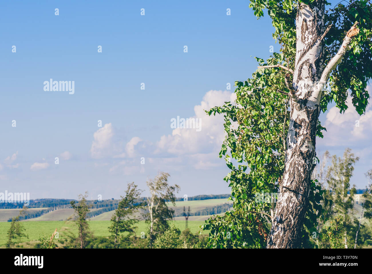 Lonely Birch Tree with Broken Trunk and Branches on Meadow with Flowers ...