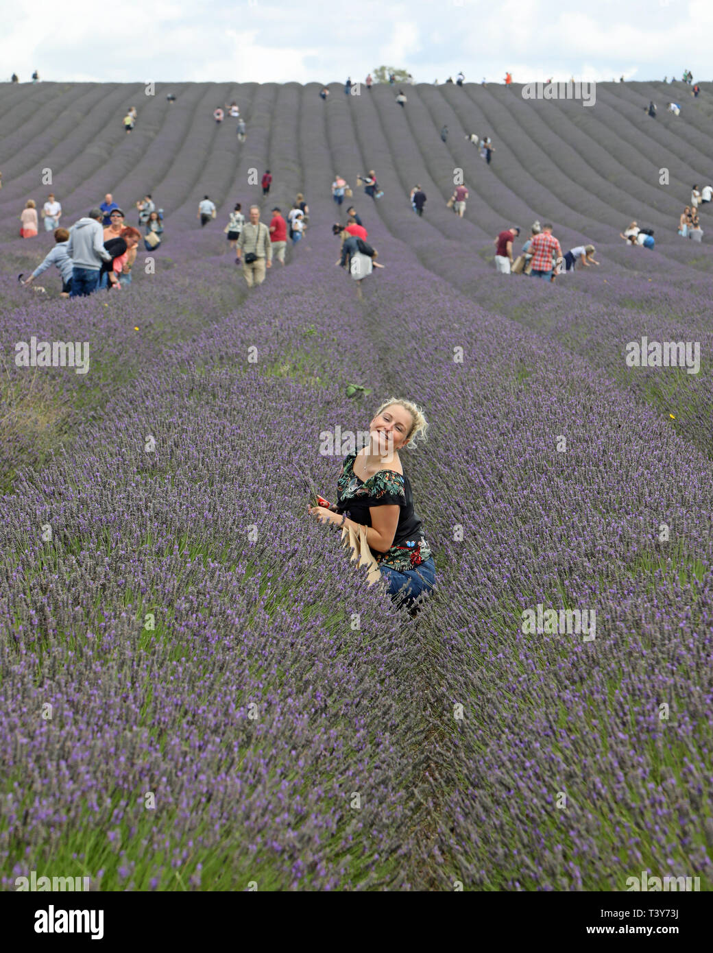 Picking lavender hi-res stock photography and images - Alamy